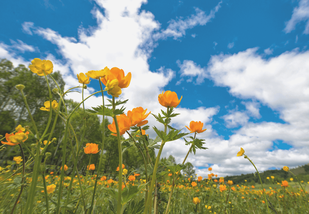 27 Incredible Songs About Spring Time | Guitar Based